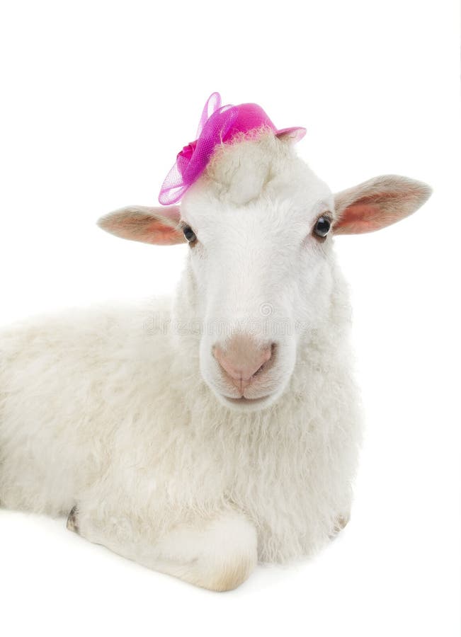 Sheep Sitting in a Hat Isolated Stock Photo - Image of trendy, comic ...