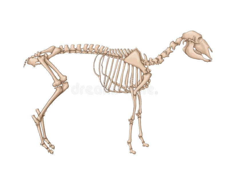 Sheep Skeleton
