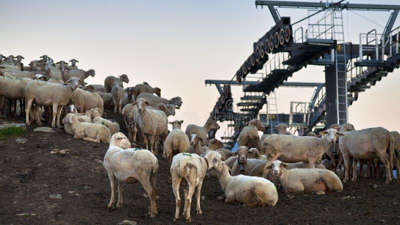 Sheep and ski lift stock photo. Image of grandvalira - 28908236