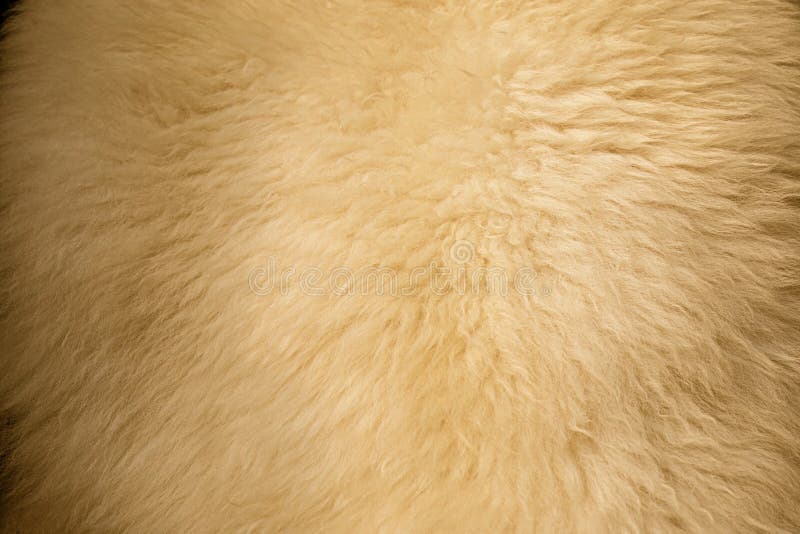 Sheep Skin Structure.Close Up of Sheep Fur Stock Image - Image of ...