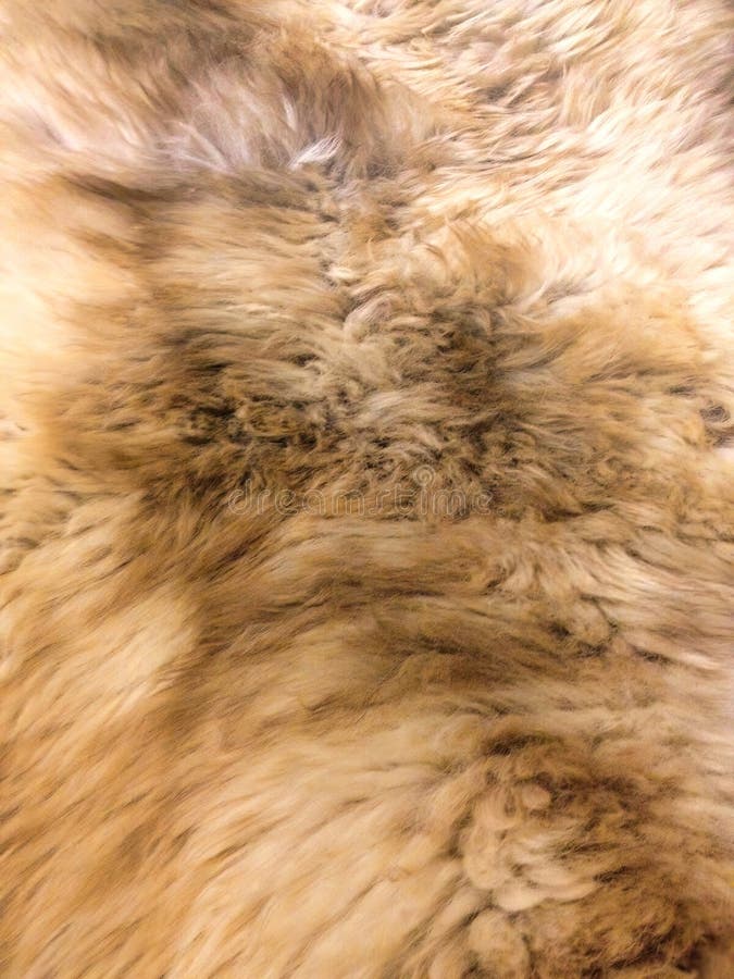 Sheep skin warm stock photo. Image of coat, nature, lamb - 261864172