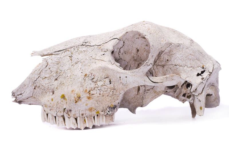 Sheep skull stock image. Image of horror, wilderness - 105941933