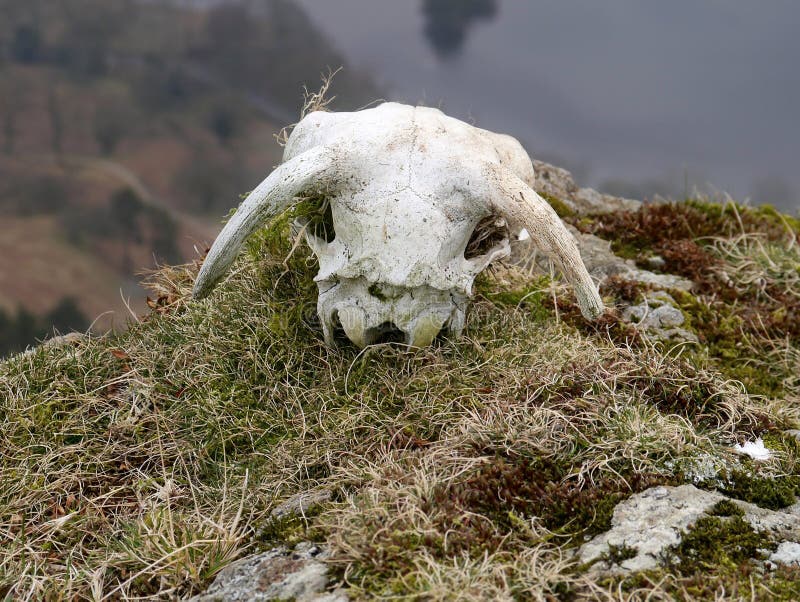Sheep Skull on Hillside Over Lake Stock Image - Image of eerie ...
