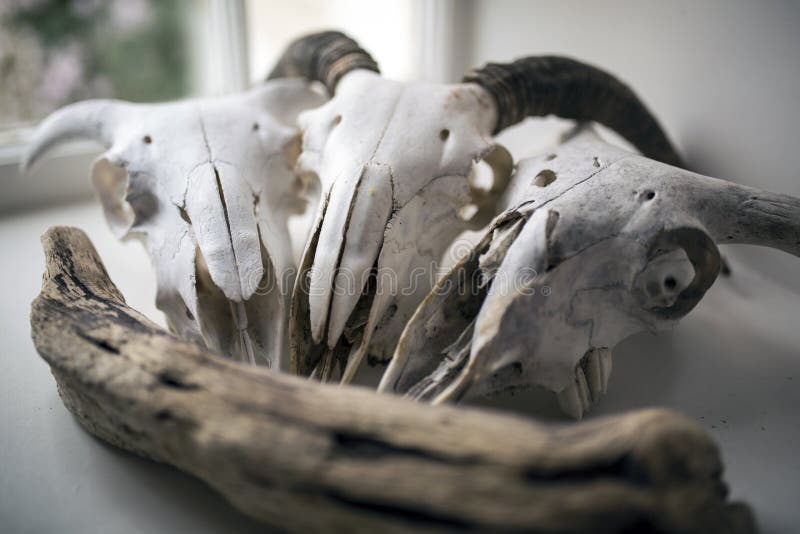 Sheep Skulls stock image. Image of brown, close, goat - 57414983