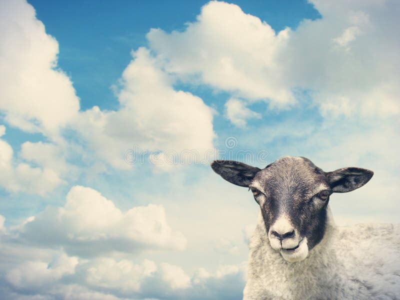 Sheep and the sky stock photo. Image of objects, rural - 56187428
