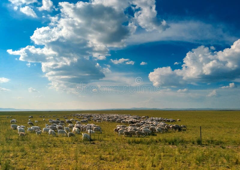 1,071 Sheep Scattered Stock Photos - Free & Royalty-Free Stock Photos ...