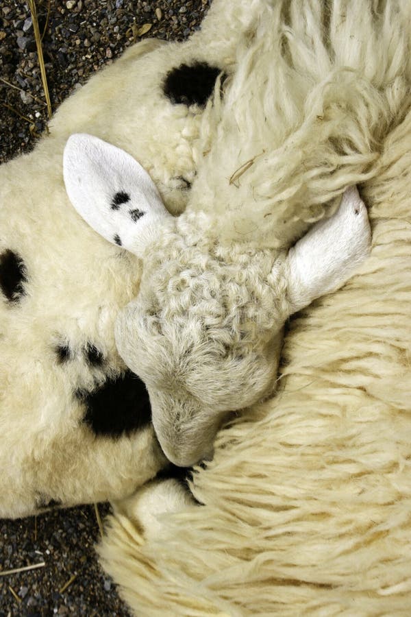 Sheep sleeping stock image. Image of face, easter, farm - 56854075