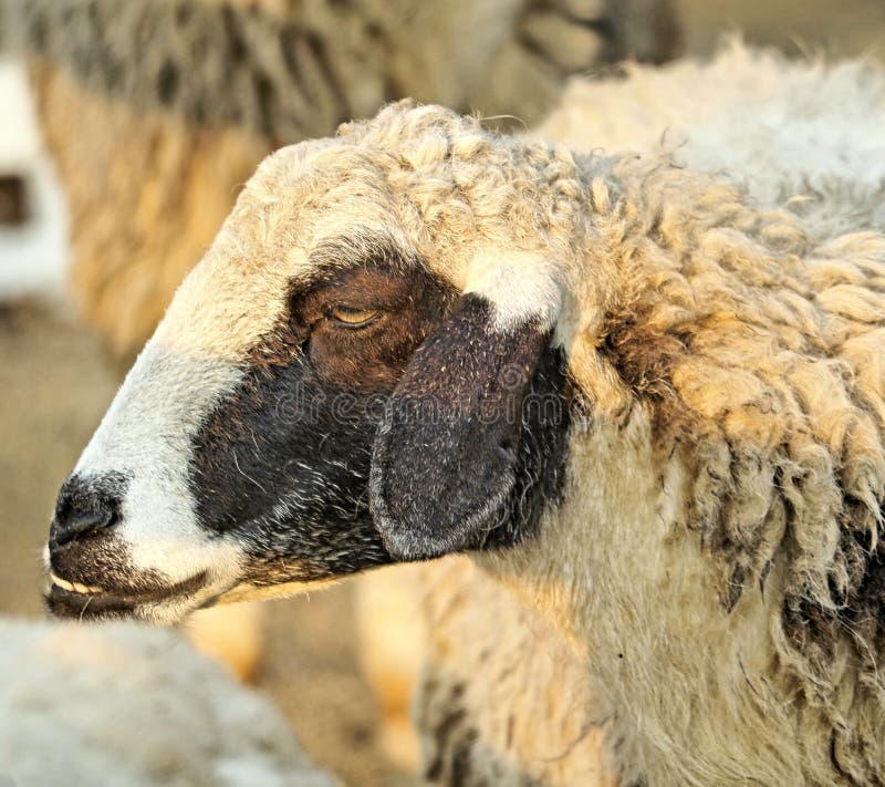 The sheep is sleepy stock photo. Image of bovine, herd - 178457306