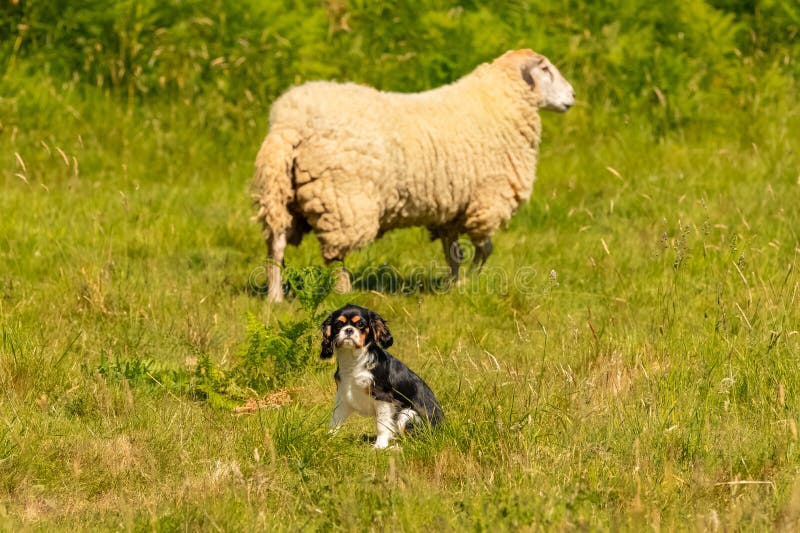 A sheep and a small dog stock image. Image of nature - 203031449