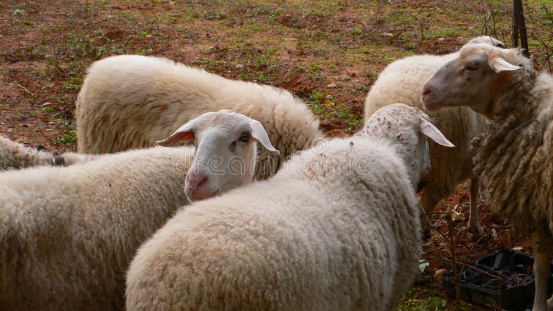 Small Farm at the Foot of the Medieval Castle Stock Image - Image of ...