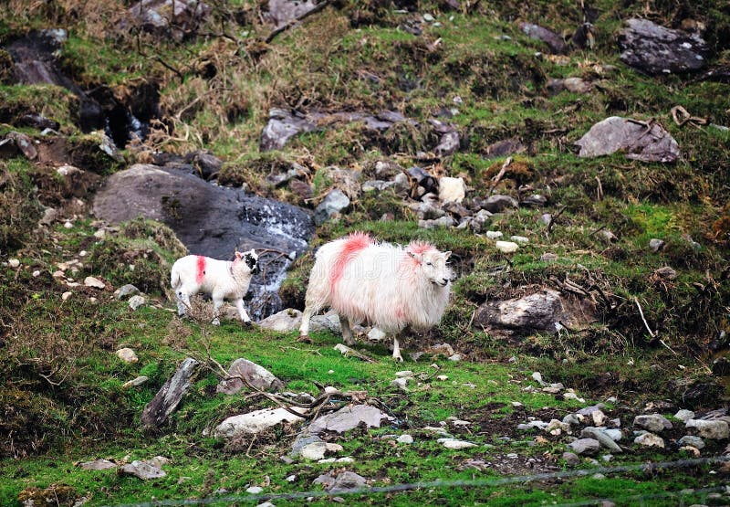 Sheep stock photo. Image of side, walking, animal, ireland - 41304396