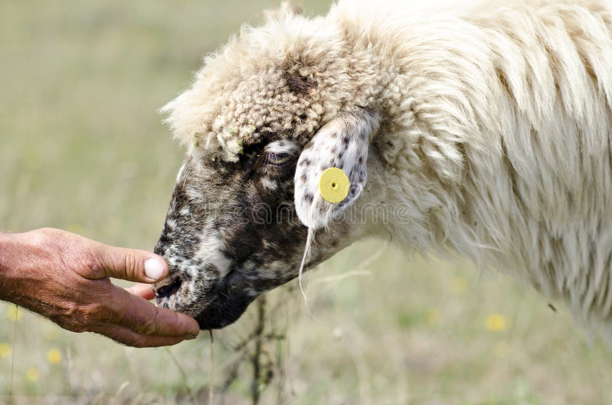 108 Sheep Smelling Sheep Stock Photos - Free & Royalty-Free Stock ...