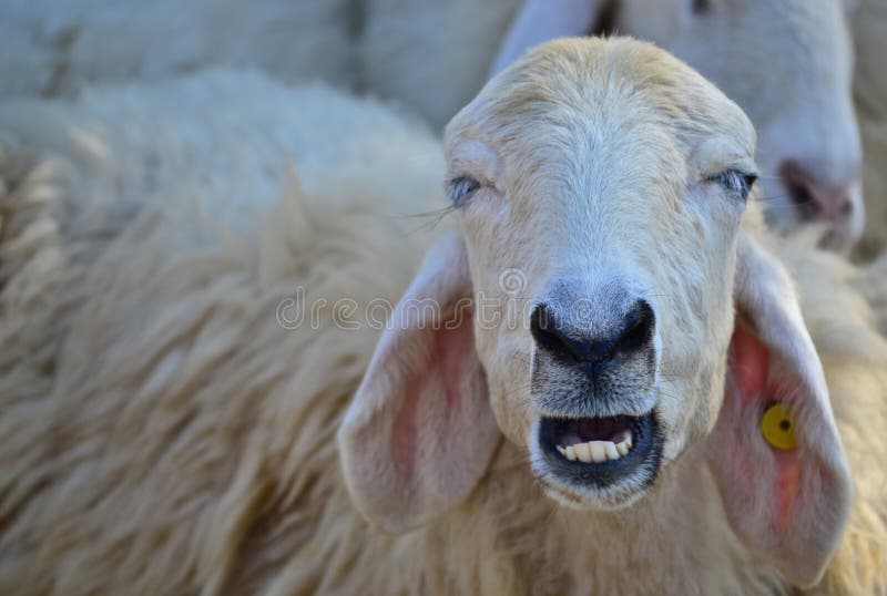 Smile Sheep Stock Images - Download 2,062 Royalty Free Photos
