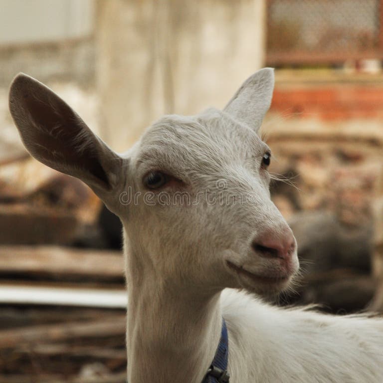 Smiley Sheep Stock Photos - Free & Royalty-Free Stock Photos from ...