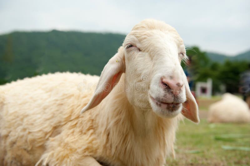 Sheep smiling stock image. Image of animal, outdoor, affectionate ...