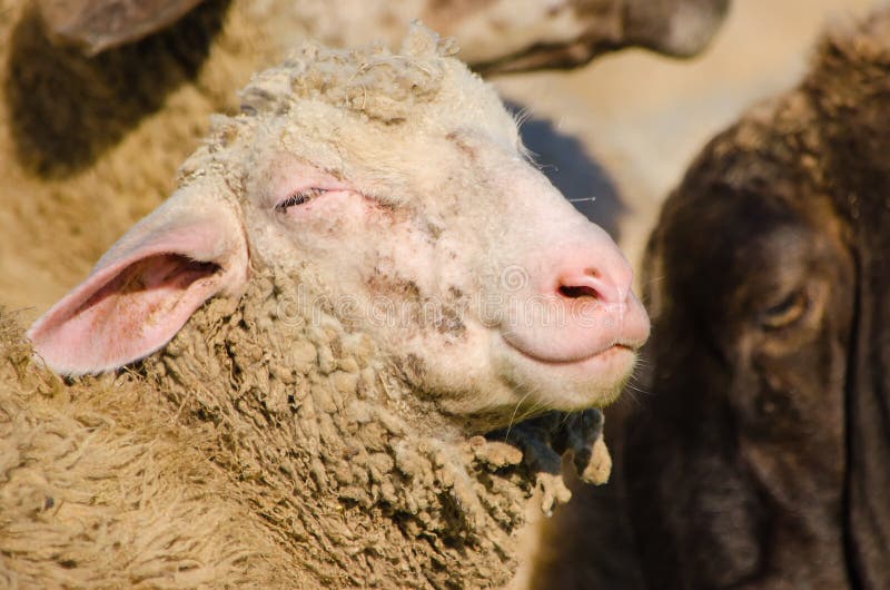 Evil sheep stock photo. Image of meadow, wild, grass, ouessant - 3334534