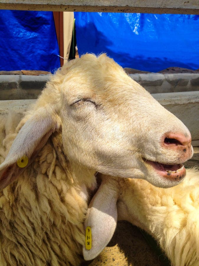 Sheep smiling stock photo. Image of enlighten, hill, natural - 36004900