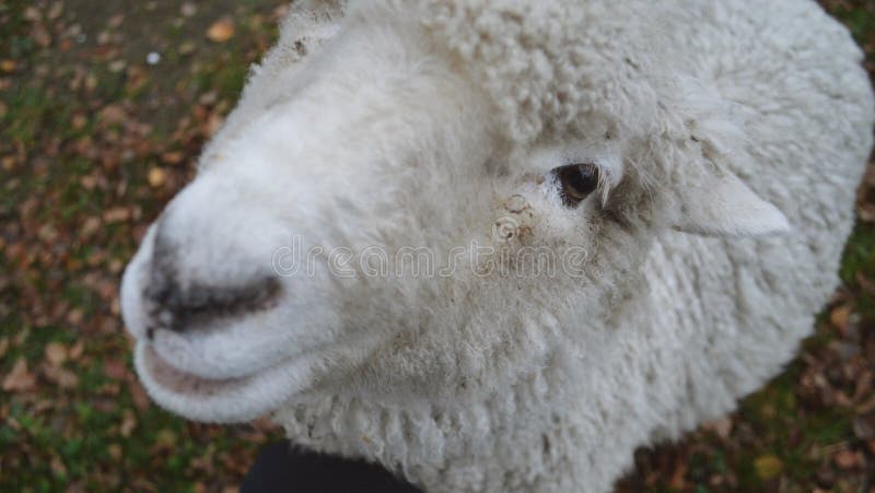 The sheep stock image. Image of farm, wildlife, sheep - 105944267