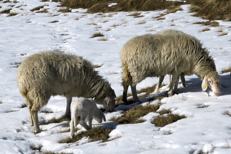 Winter Sheep stock image. Image of farm, follows, hazy - 8031771