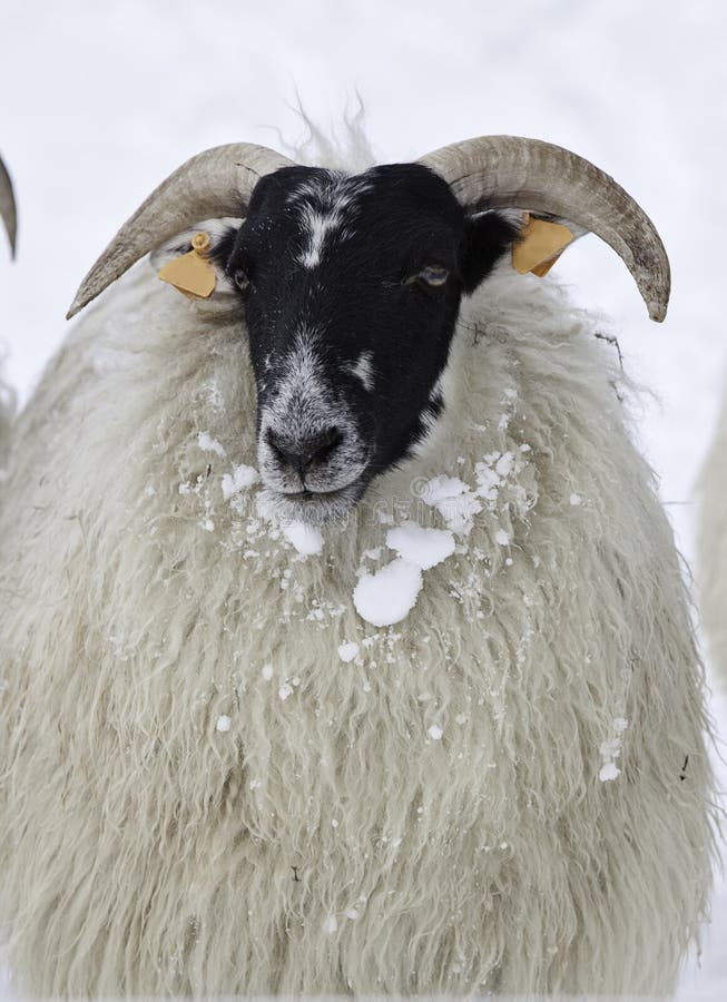 Sheep in snow stock photo. Image of horn, livestock, mammals - 12260368