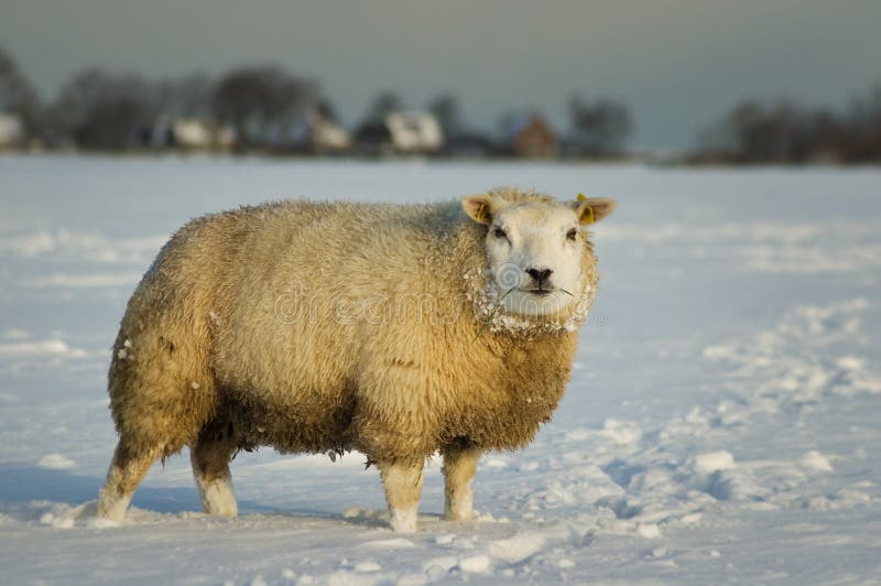 Sheep in snow stock image. Image of wool, netherlands - 12379183