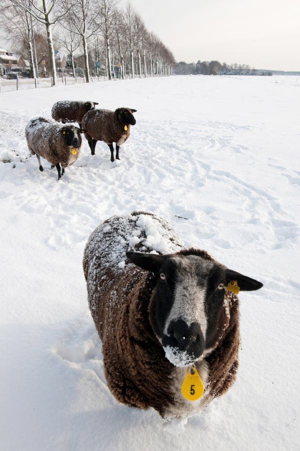Sheep in snow stock image. Image of ears, lamb, green - 23237317