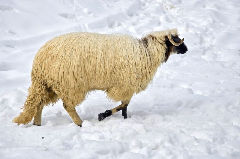 Sheep in the snow stock image. Image of sheep, domestic - 28676671