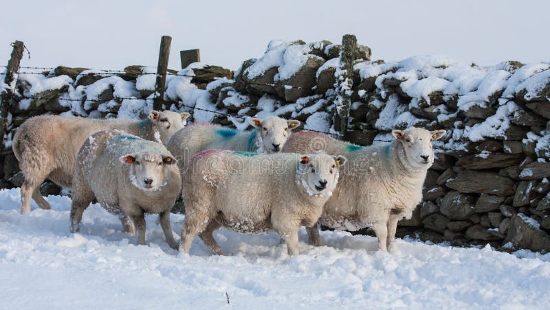 Sheep in snow stock image. Image of snow, winter, sunset - 28828243