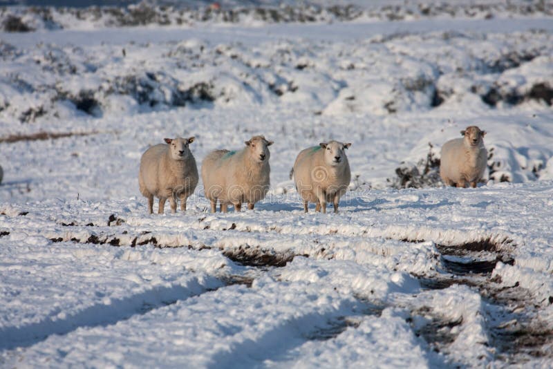 Sheep in snow stock photo. Image of isle, anglesey, rhoscolyn - 28828306