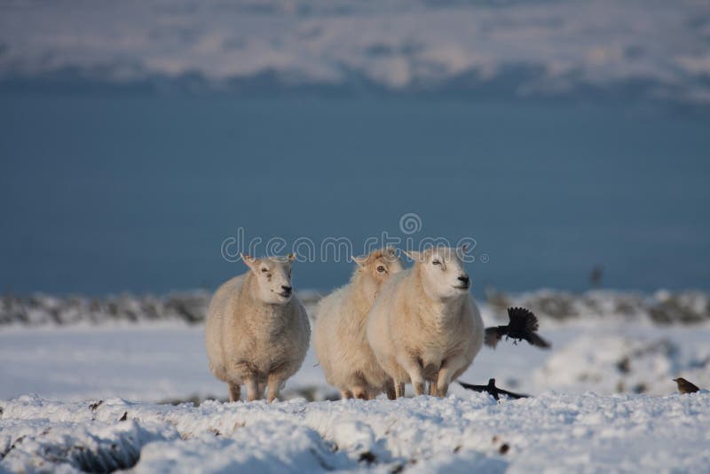 Sheep in snow stock photo. Image of snout, herd, sunset - 28828330