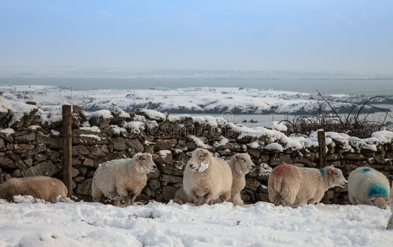 Sheep in snow stock photo. Image of isle, coast, rhoscolyn - 29195192