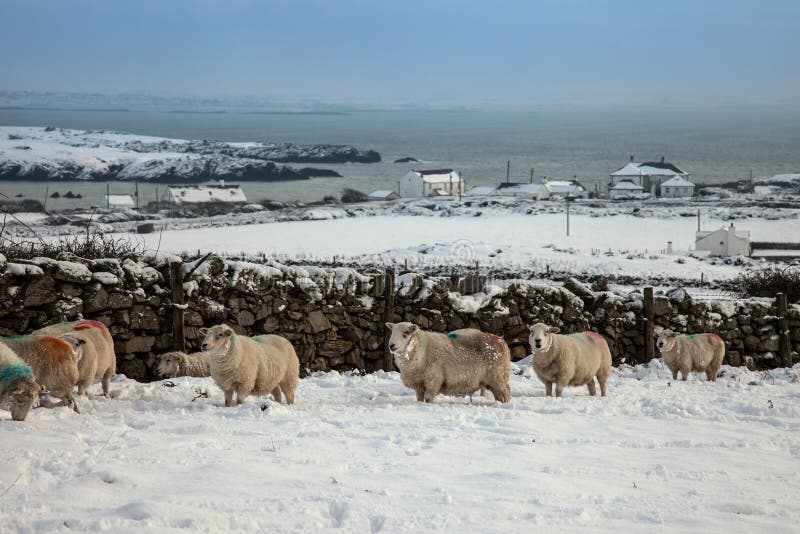 Sheep in snow stock image. Image of arctic, rhoscolyn - 29195301