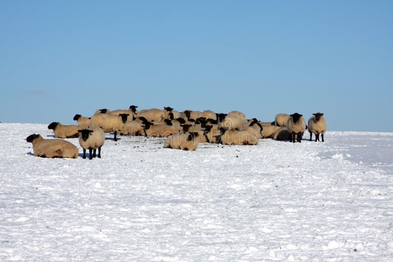 Sheep in Snow Covered Field Stock Photo - Image of lamb, agriculture ...