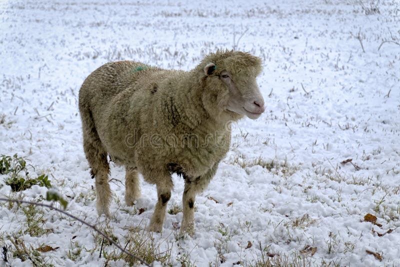 A Sheep in a Snow Covered Field Stock Image - Image of outdoors ...