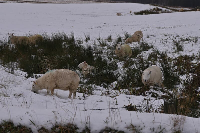 Sheep in a Snow Covered Field Stock Image - Image of winters, snowy ...