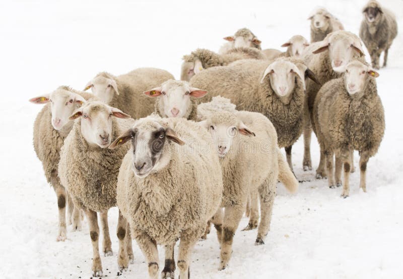 Sheep on snow stock photo. Image of food, agricultural - 37677664