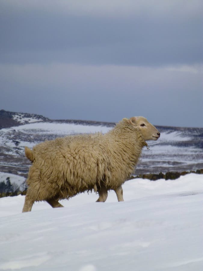Sheep in snow stock image. Image of moors, white, derbyshire - 83457457