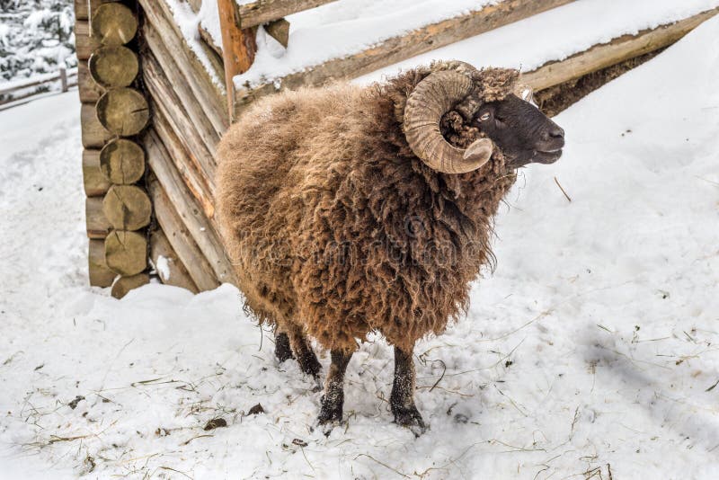 Sheep in the snow stock photo. Image of animals, livestock - 86589386
