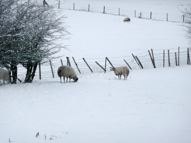 Sheep in snow stock photo. Image of sheep, cold, natural - 105021530