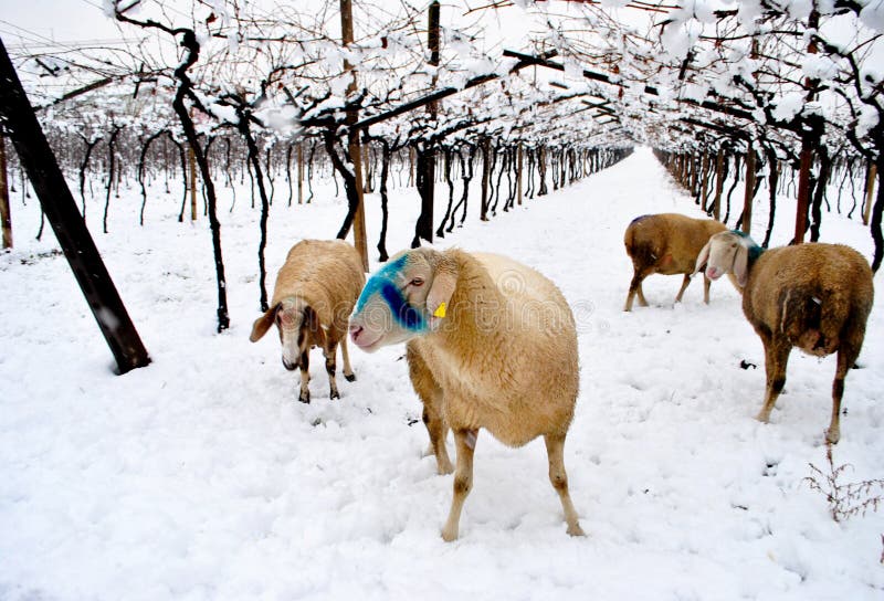 Sheep snowy stock photo. Image of freeze, white, holland - 17548926