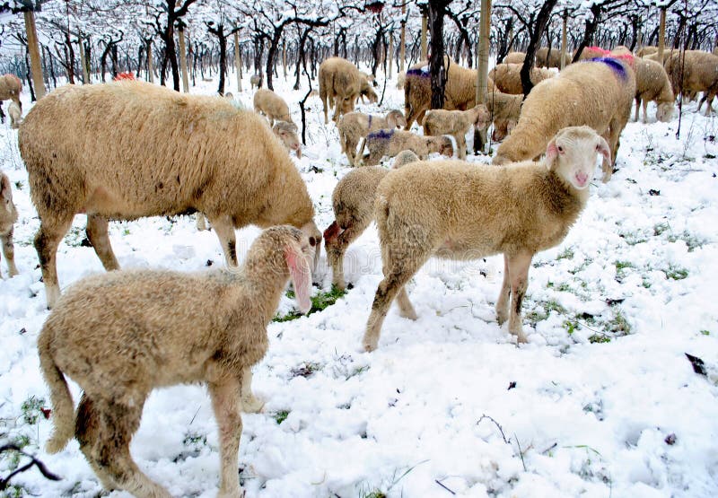 Sheep snowy stock photo. Image of season, farmland, meadow - 17549000