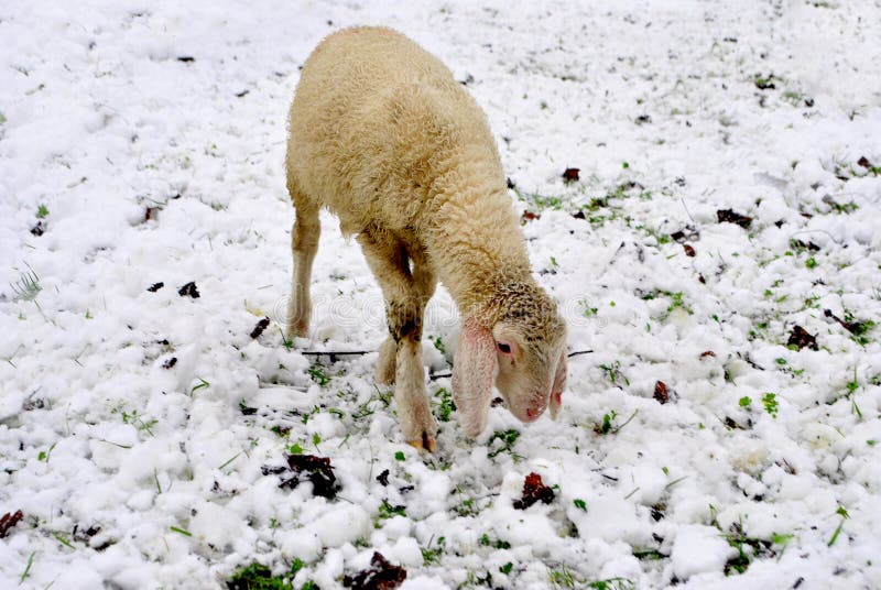 Sheep snowy stock image. Image of agriculture, rural - 17709757
