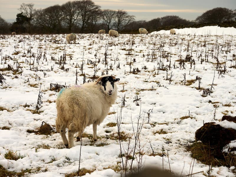 Sheep in a Snowy Field with a Backdrop of Barren Trees. Rivington Pike ...