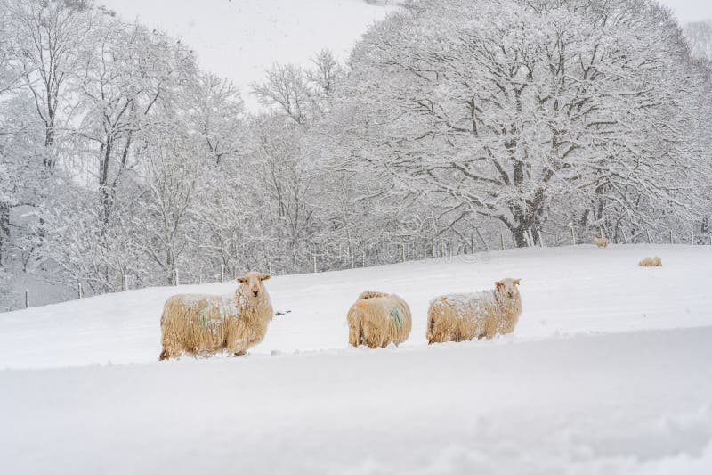 Sheep in a snowy field stock image. Image of britian - 271607343