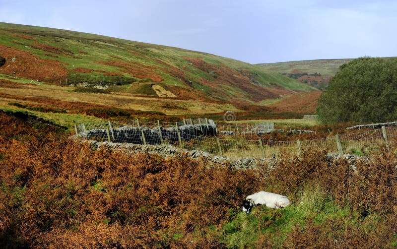 Sheep Soaking Up the Autumn Sun Stock Image - Image of bracken, animals ...