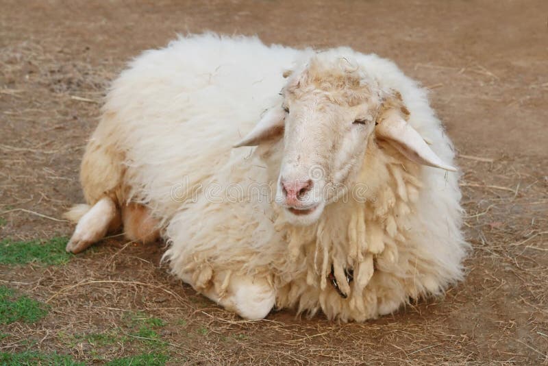 Sheep on soil ground stock photo. Image of happy, eyes - 34893764