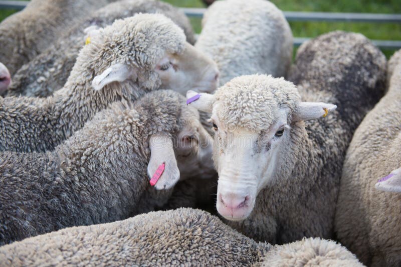 Sheep stock photo. Image of snout, shearing, white, herd - 91837464