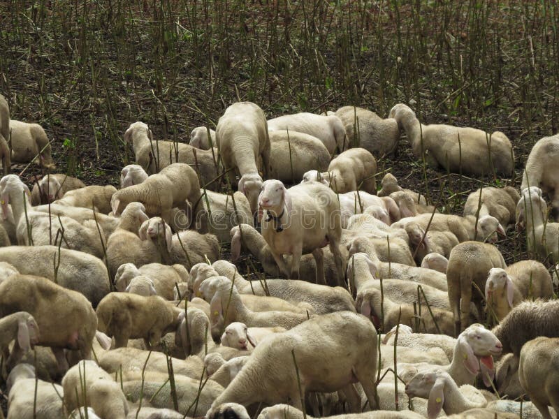 Sheep stock photo. Image of farming, green, farmland - 51397352