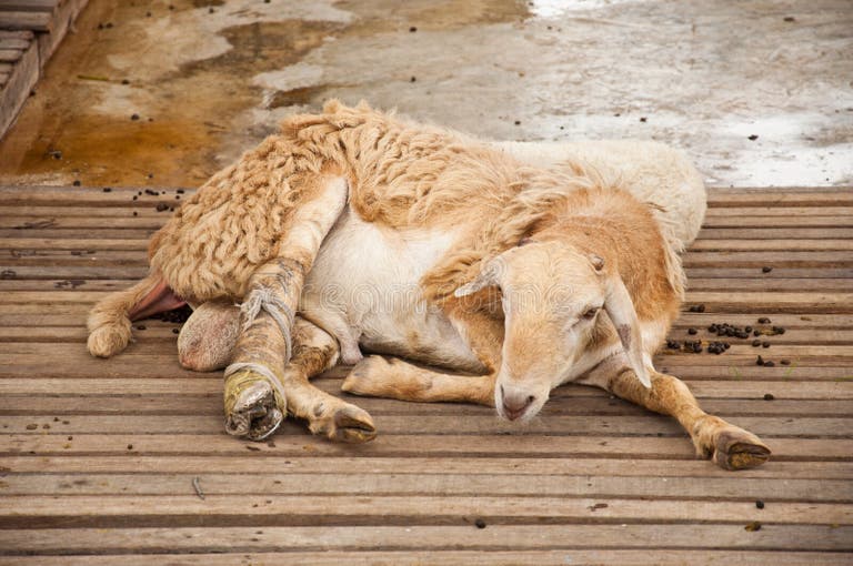 Sheep sore leg stock image. Image of wool, scene, sheep - 32466997