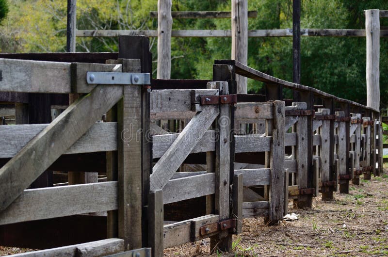 Sheep sorting pens stock photo. Image of farming, sheep - 23717710